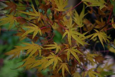 Japanese Maple (Acer palmatum 'Okushimo') - Garden.org