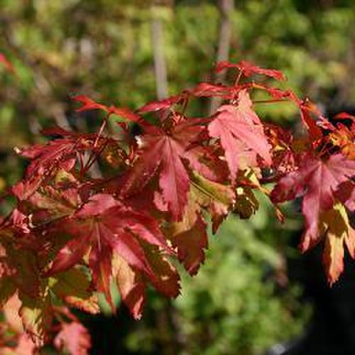 Japanese Maple (Acer palmatum 'Kashima') - Garden.org