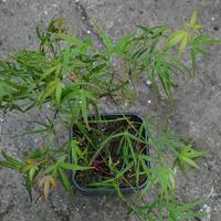 Photo of the seedling or young plant of Japanese Maple (Acer palmatum ...