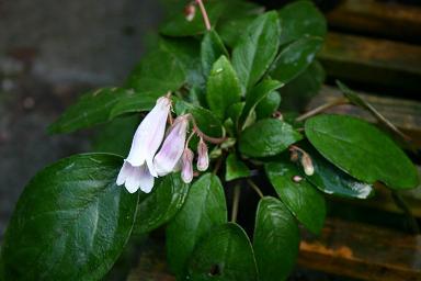 Chirita (Primulina sclerophylla) - Garden.org