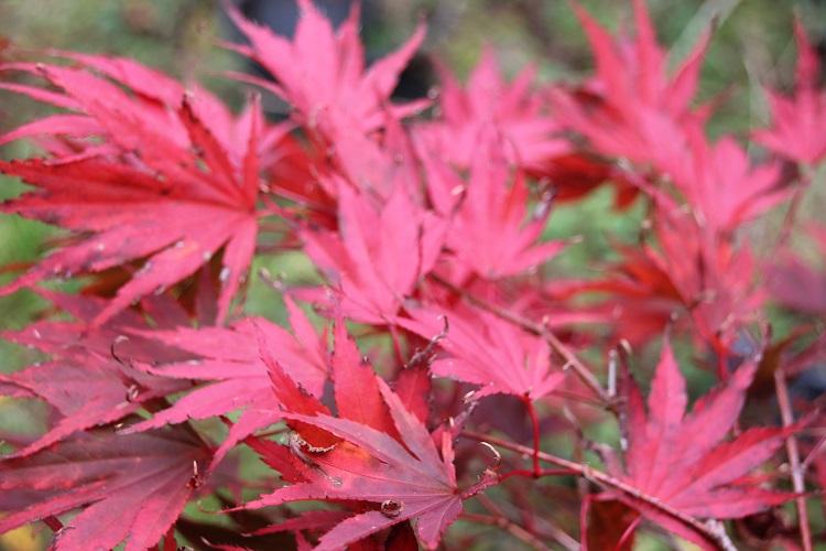 Japanese Maple (Acer palmatum 'Azuma Murasaki') - Garden.org