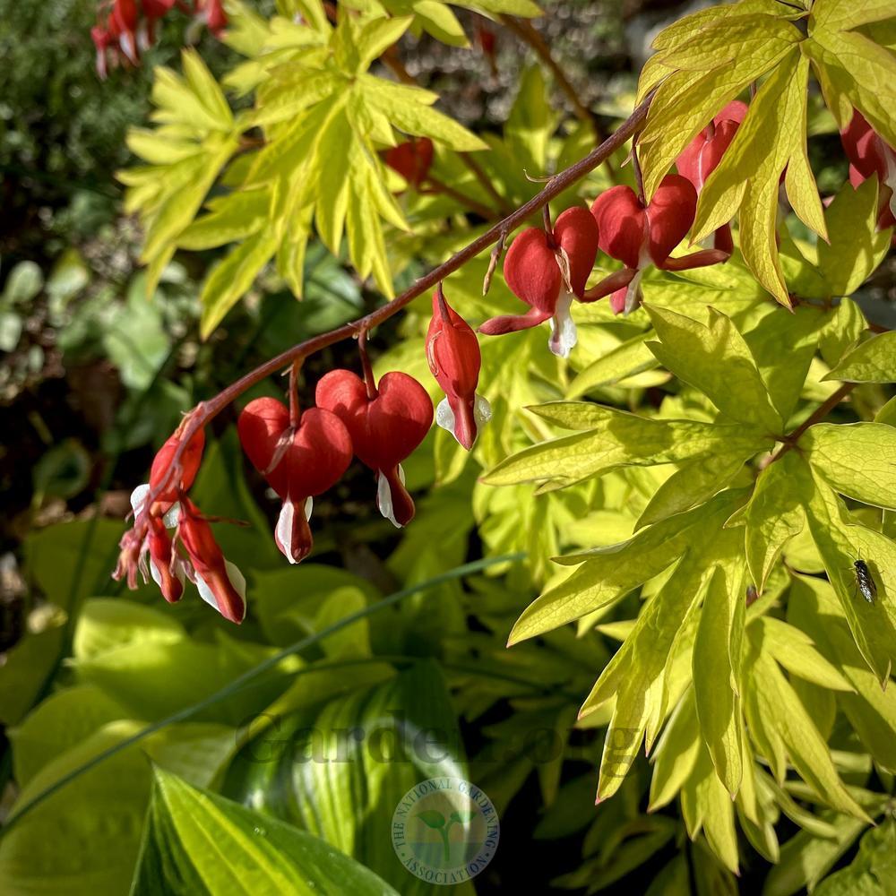 Bleeding Heart (Lamprocapnos spectabilis 'Ruby Gold') in the Bleeding ...