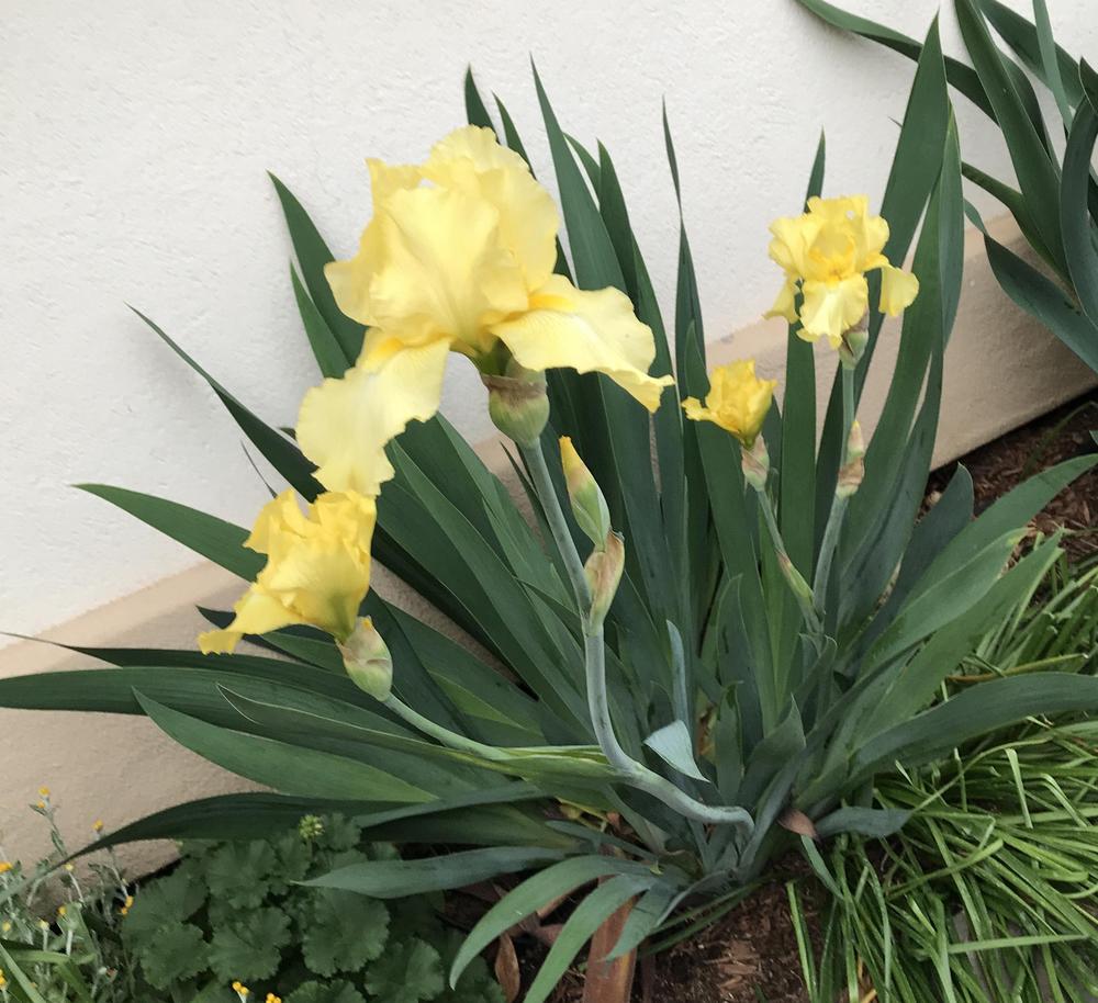 Photo of the entire plant of Tall Bearded Iris (Iris 'Harvest of ...