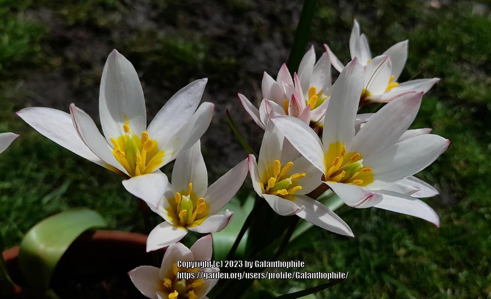 Photo of the bloom of Tulip (Tulipa cretica 'Hilde') posted by ...
