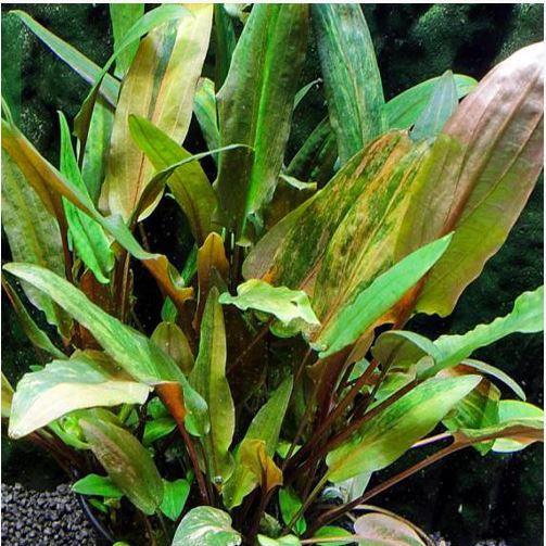 Photo of the entire plant of Crypt (Cryptocoryne 'Florida Sunset ...
