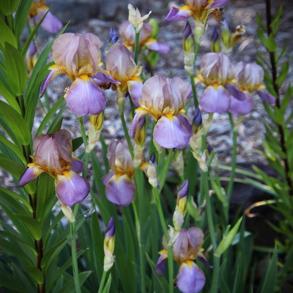 Photo of the entire plant of Tall Bearded Iris (Iris 'Quaker Lady ...