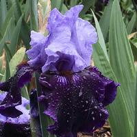 Photo of the bloom of Tall Bearded Iris (Iris 'Dangerous Mood') posted ...
