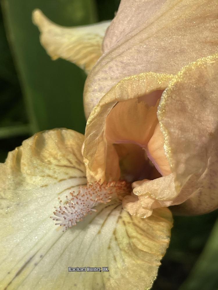 Photo of the bloom of Standard Dwarf Bearded Iris (Iris 'Cute or What ...