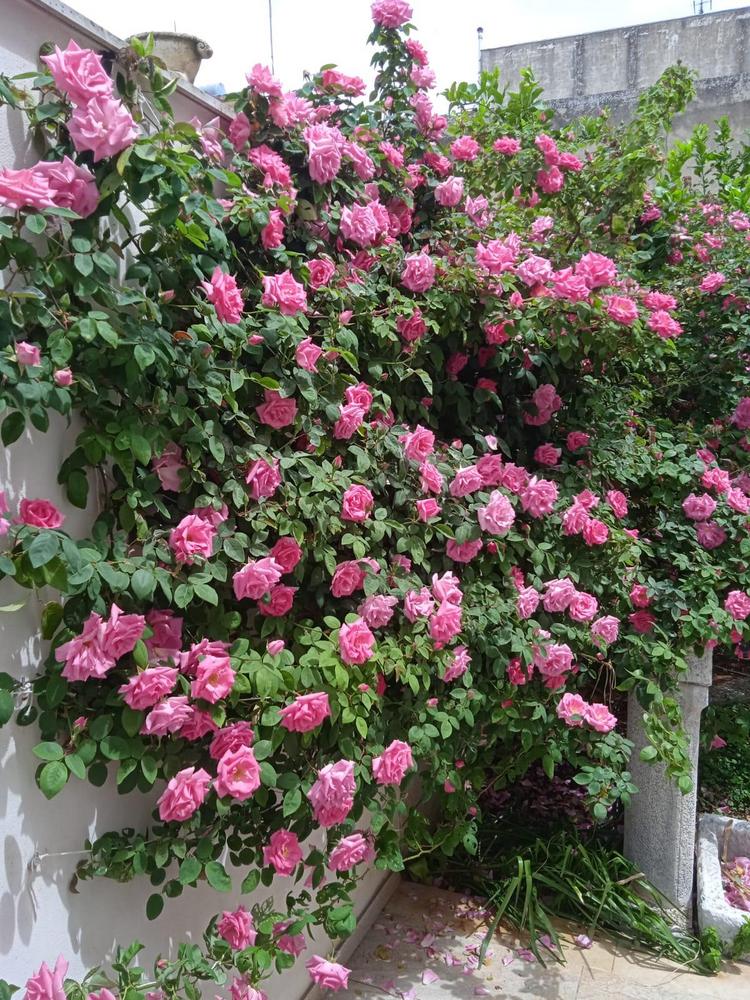 Photo of the entire plant of Rose (Rosa 'Zephirine Drouhin') posted by ...