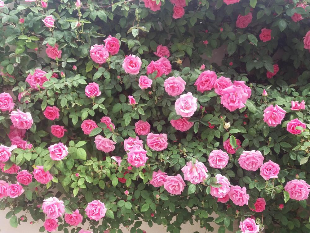 Photo of the bloom of Rose (Rosa 'Zephirine Drouhin') posted by ...