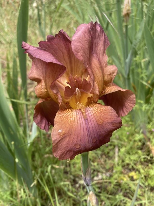Photo of the bloom of Tall Bearded Iris (Iris 'Campfire Glow') posted ...