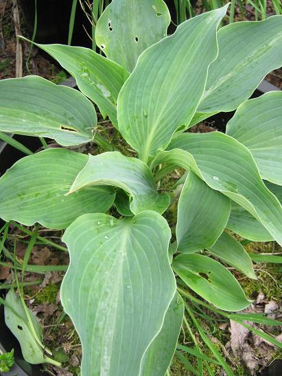 Photo of the leaves of Hosta 'Blue Moon' posted by robertduval14 ...