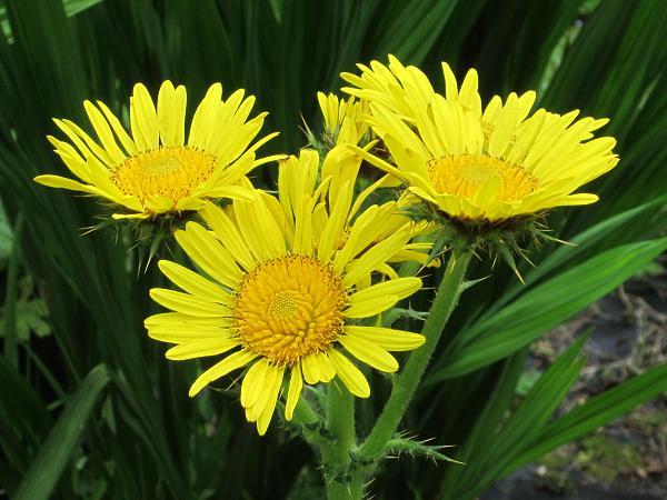 Photo of the bloom of Berkheya multijuga posted by robertduval14 ...