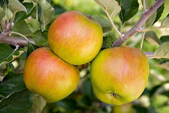 Photo of the fruit of Apple (Malus domestica 'Ribston Pippin') posted ...