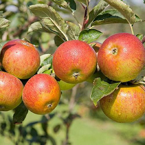 Apple (Malus domestica 'Suntan') in the Apples Database - Garden.org