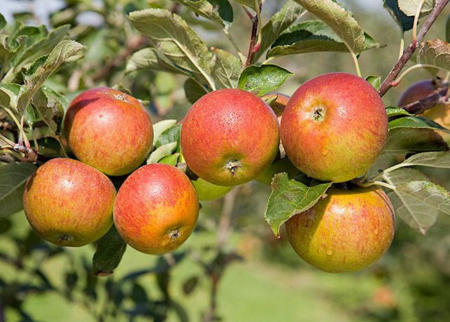 Apple (Malus domestica 'Suntan') in the Apples Database - Garden.org