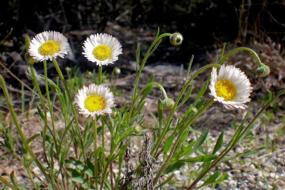 Photo of the entire plant of Plains Fleabane (Erigeron modestus) posted ...