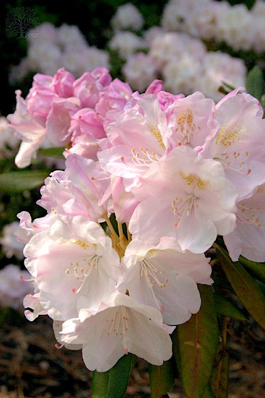 Dwarf Rhododendron (Rhododendron yakusimanum 'Mist Maiden') in the ...