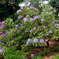 Photo of the entire plant of Rhododendron 'Lavender Queen' posted by ...