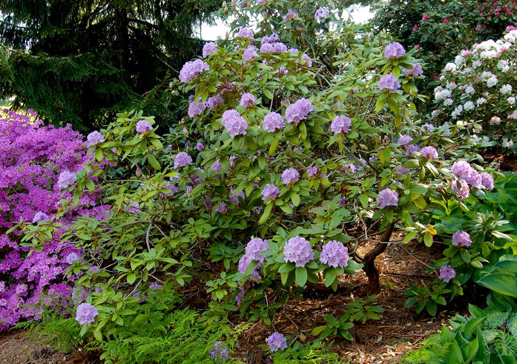Rhododendron 'Lavender Queen' in the Rhododendrons Database - Garden.org