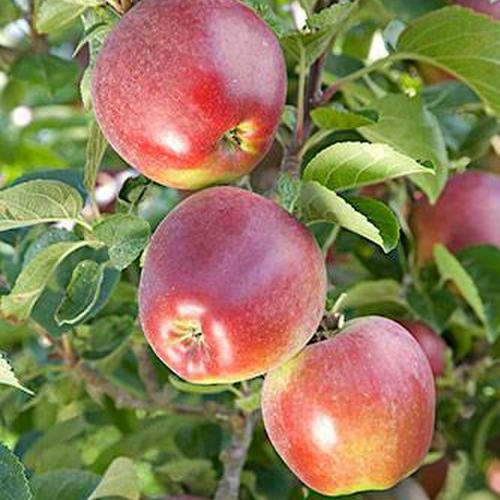 Apple (Malus domestica 'Spartan') in the Apples Database - Garden.org