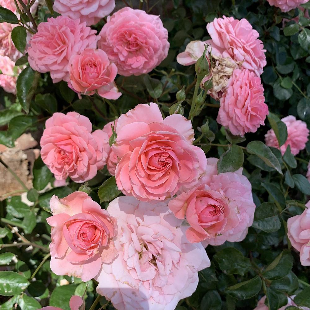 Photo of the bloom of Rose (Rosa 'Sexy Rexy') posted by Betja - Garden.org
