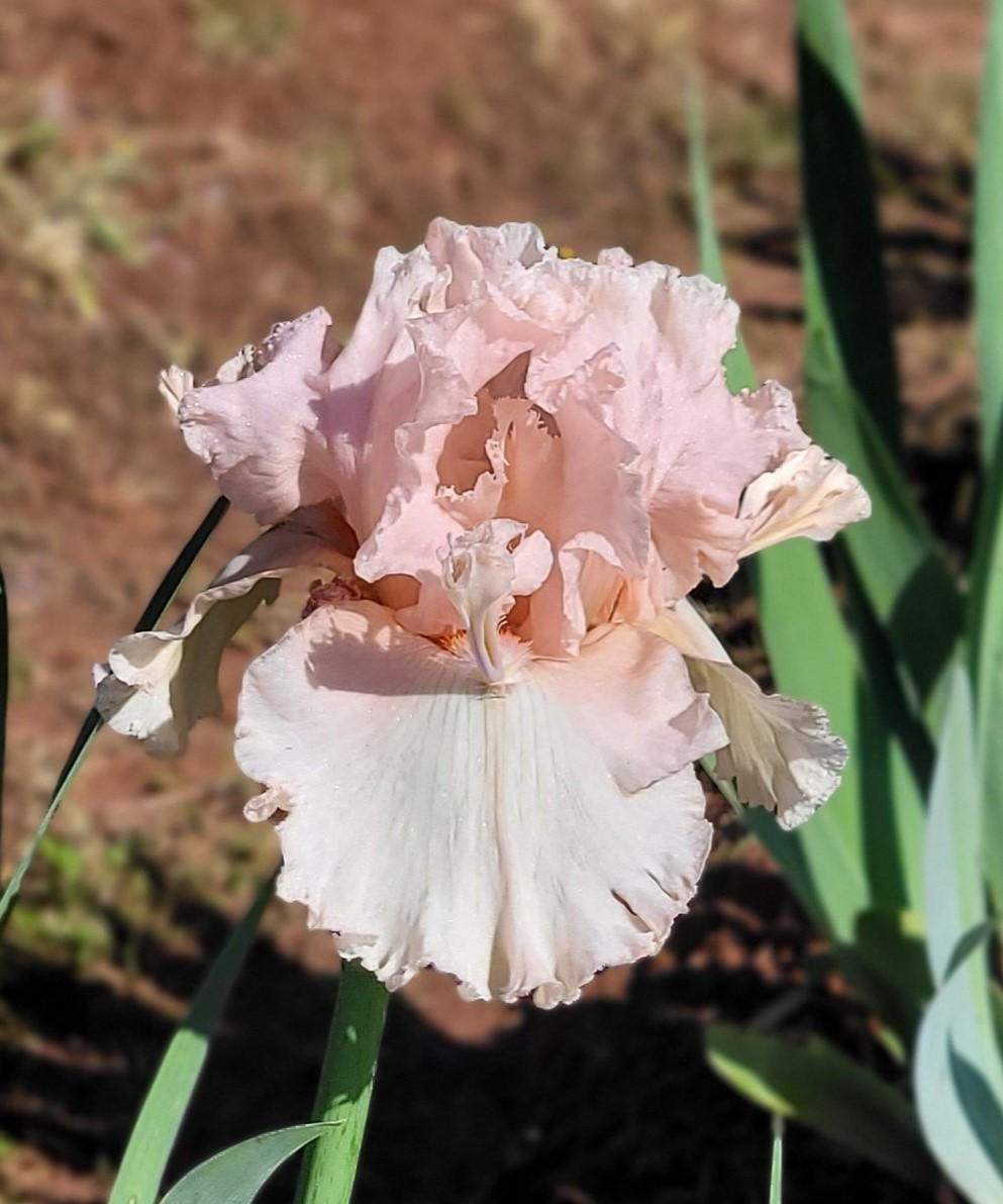 Tall Bearded Iris (Iris 'Spirits Rising') in the Irises Database ...