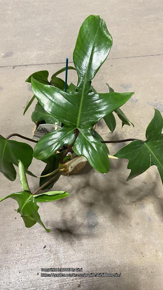 'Endless Forms Most Beautiful' The aroid photo gallery in the ...