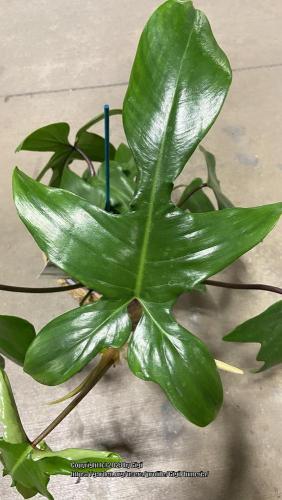 'Endless Forms Most Beautiful' The aroid photo gallery in the ...