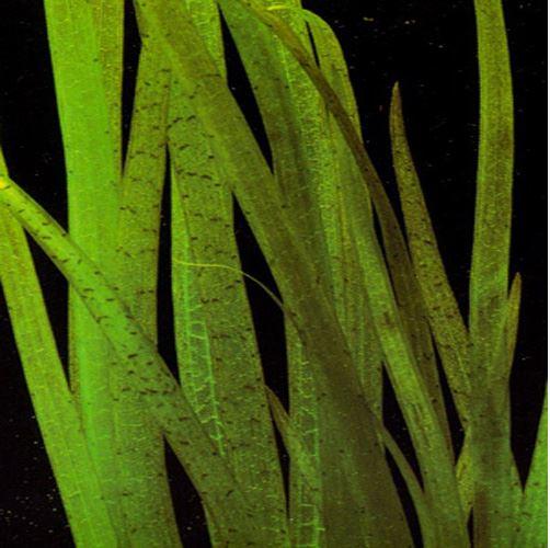 Photo of the leaves of Val (Vallisneria spiralis 'Italian Tiger ...