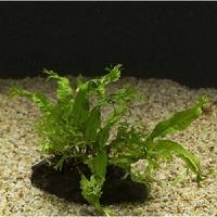 Photo of the entire plant of Java Fern (Microsorum pteropus 'Windelov ...