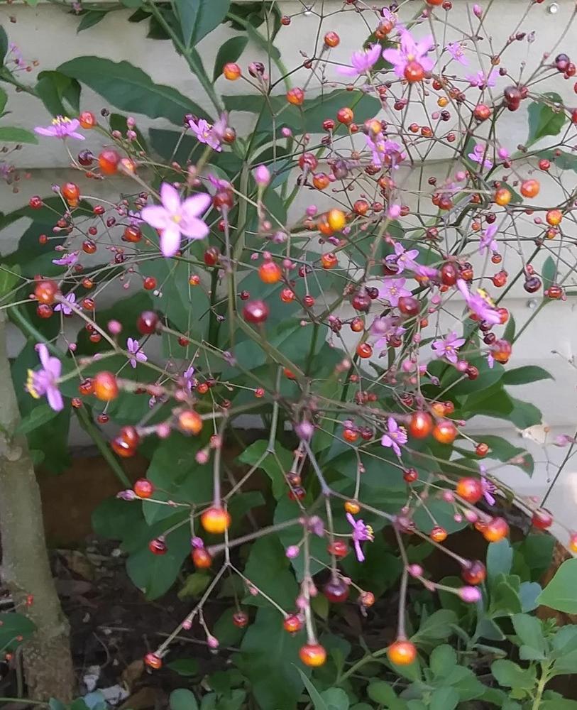 Jewels of Opar (Talinum paniculatum) - Garden.org