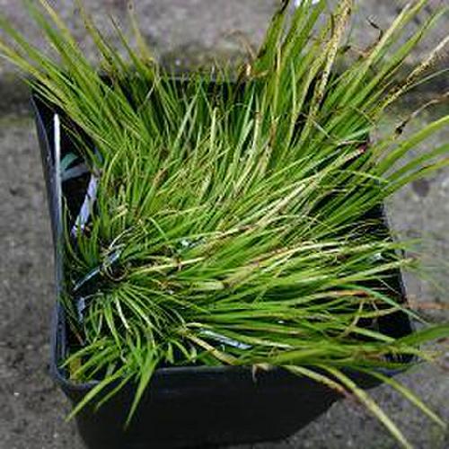 Japanese Rush (Acorus gramineus 'Masamune') - Garden.org