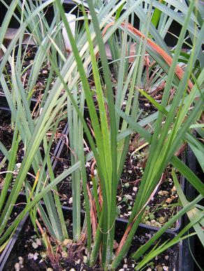 Grass-Leaved Sweet Rush (Acorus gramineus) - Garden.org