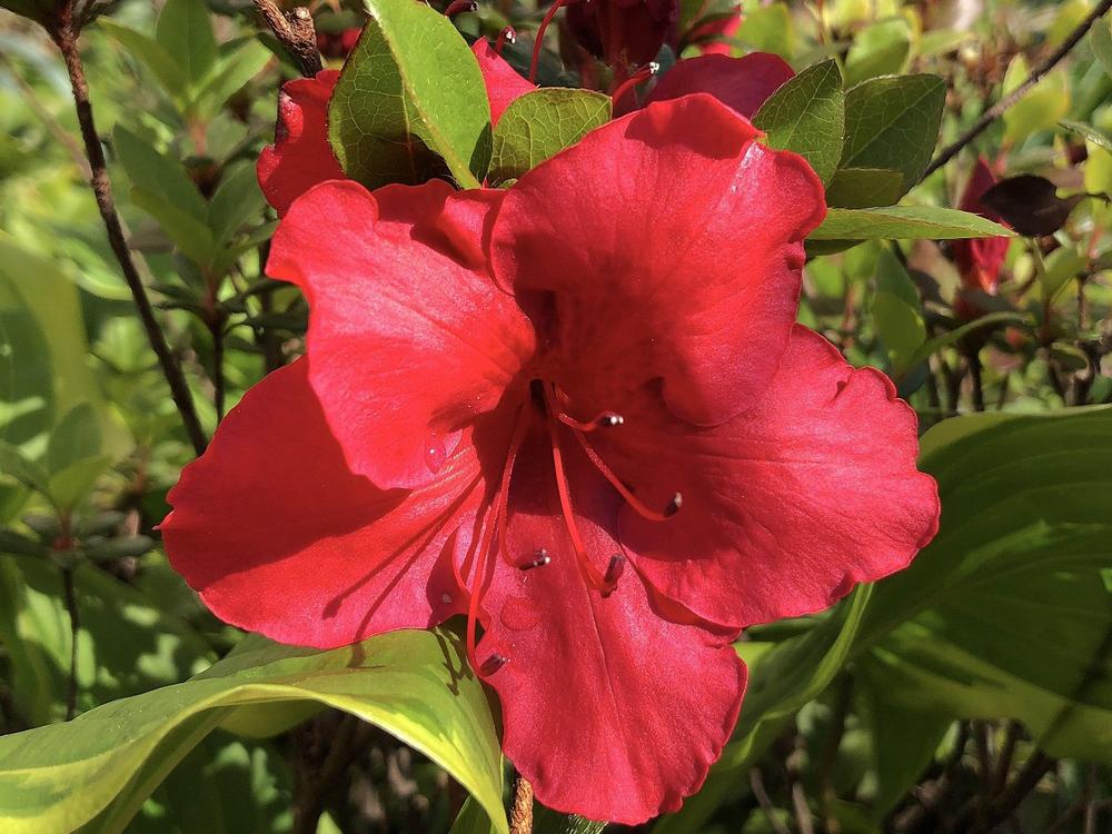 Azalea (Rhododendron 'Johanna') in the Rhododendrons Database - Garden.org