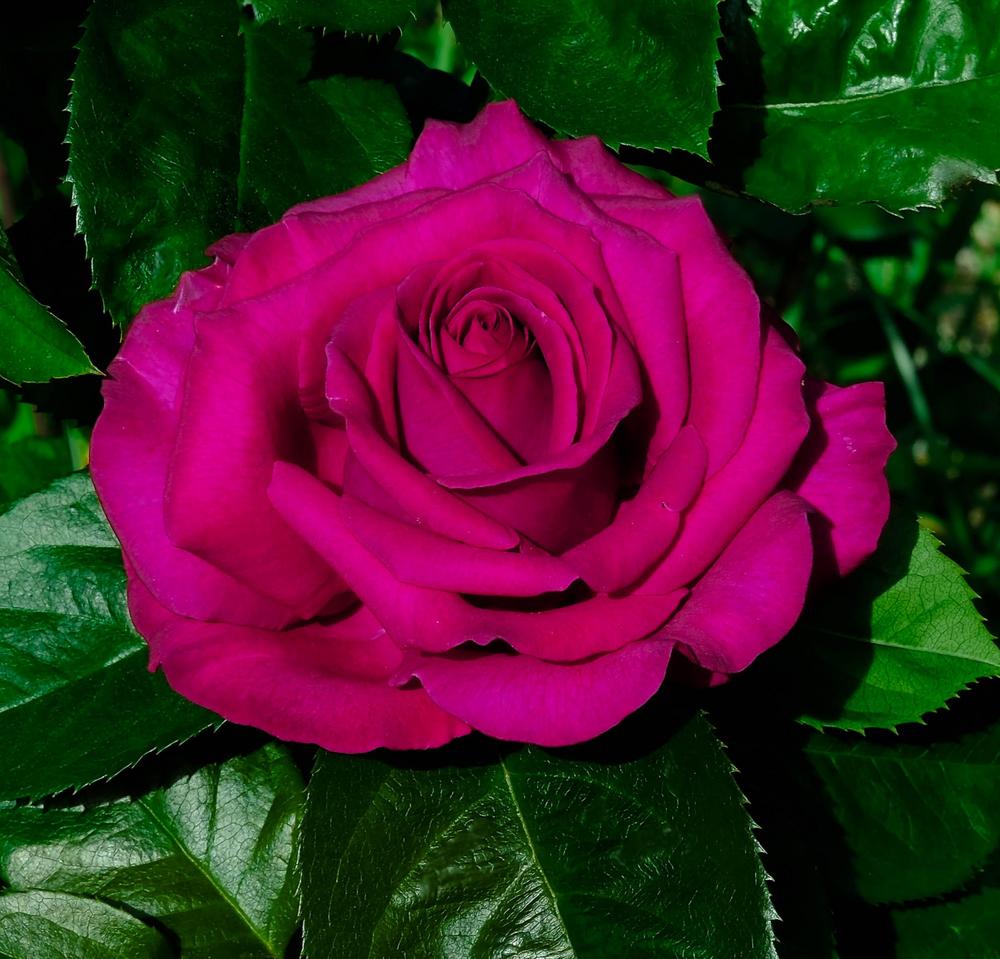 Photo of the bloom of Rose (Rosa 'Della Reese') posted by AnnKNCalif ...