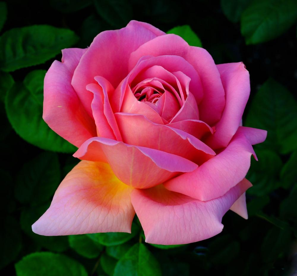 Photo of the fruit of Rose (Rosa 'The Endeavour') posted by AnnKNCalif ...