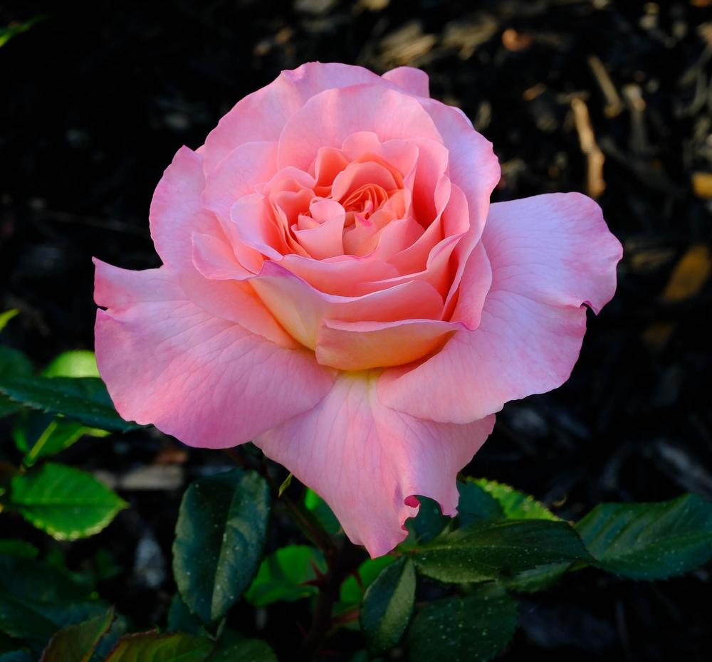 Photo of the bloom of Rose (Rosa 'Augusta Luise') posted by AnnKNCalif ...
