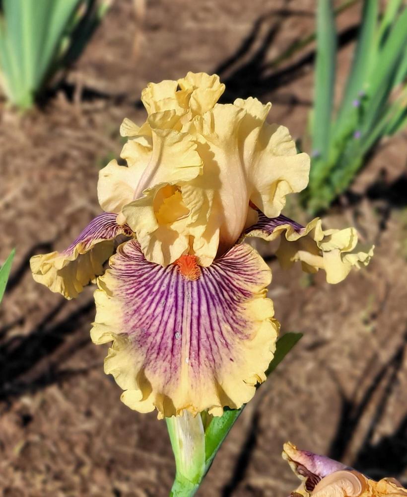 Photo of the bloom of Tall Bearded Iris (Iris 'Outside the Lines ...