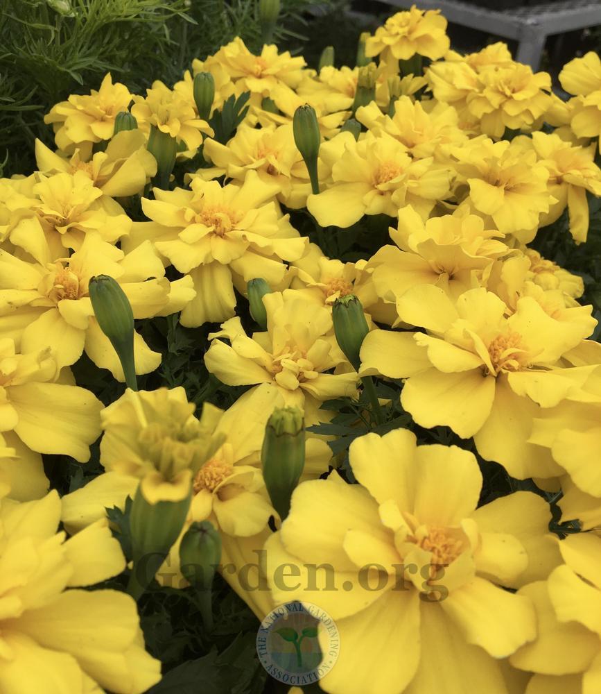 Afro-French Marigold (Tagetes Zenith™ Lemon Yellow) - Garden.org