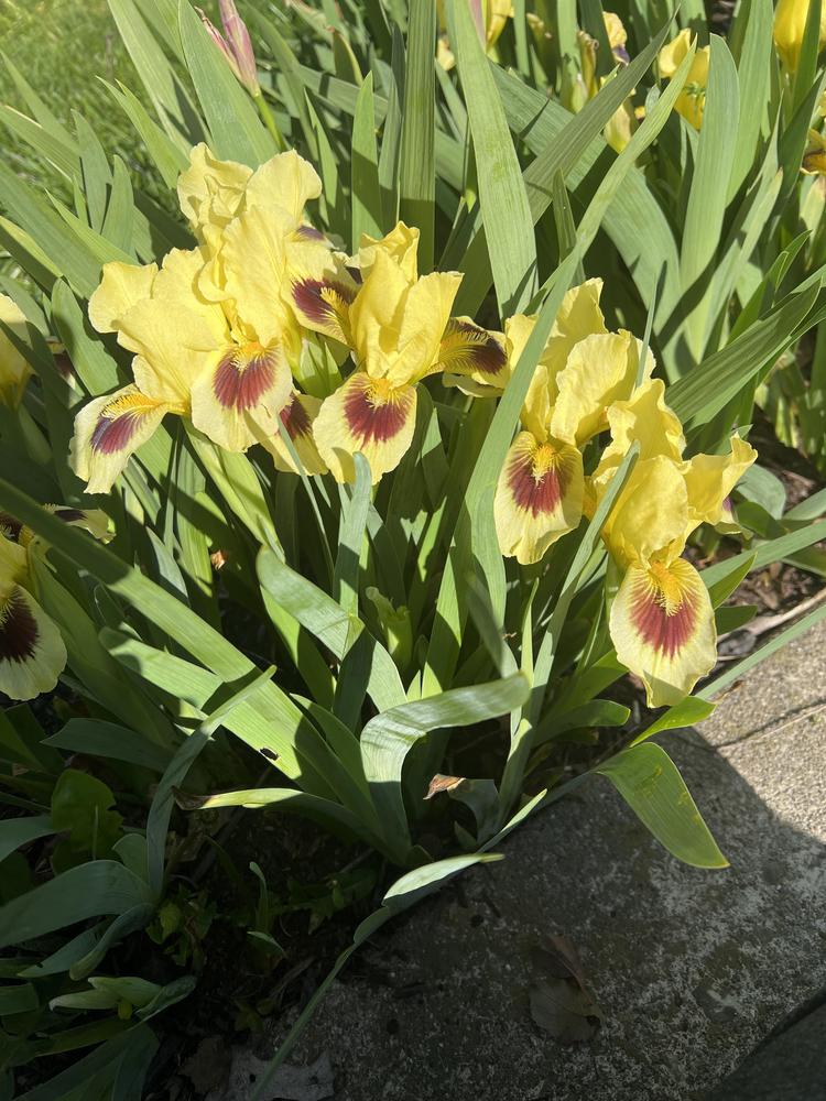 Miniature Dwarf Bearded Iris (Iris 'Western Circles') in the Irises ...