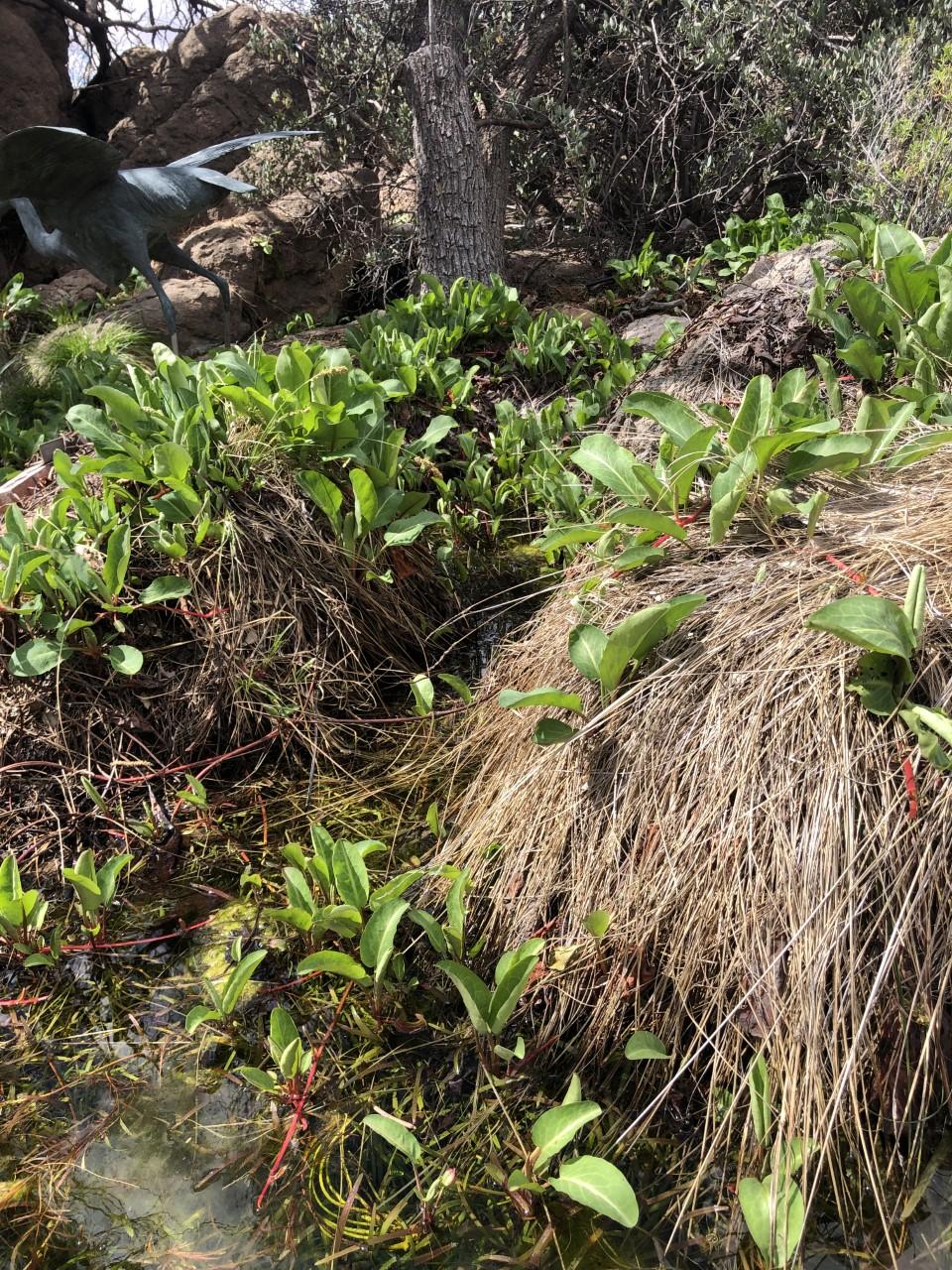 Photo of the entire plant of Yerba Mansa (Anemopsis californica) posted ...
