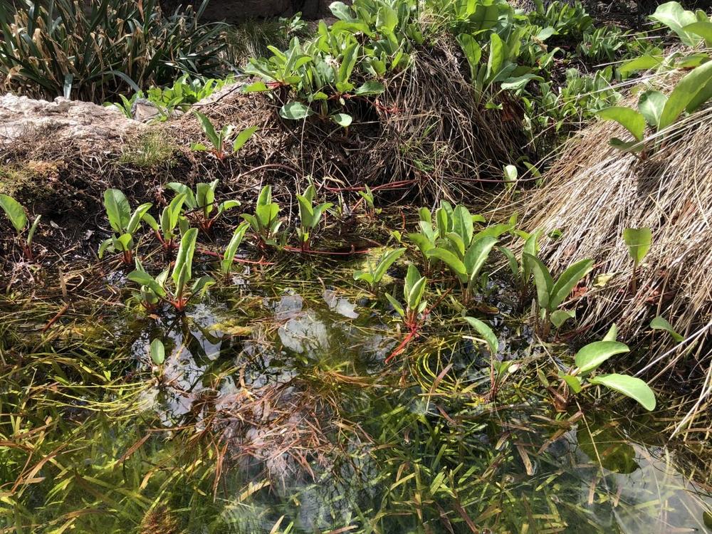Photo of the entire plant of Yerba Mansa (Anemopsis californica) posted ...