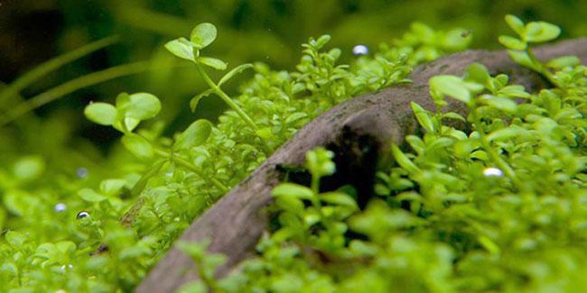 Photo of the emerging growth of Micranthemum tweediei posted by ...