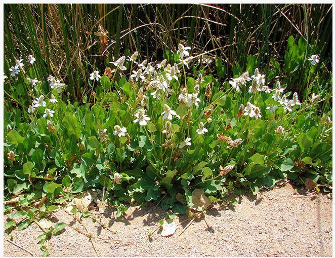 Photo of the entire plant of Yerba Mansa (Anemopsis californica) posted ...
