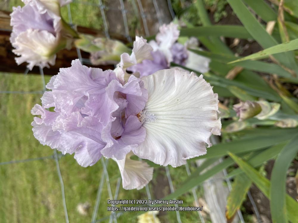 Photo of the bloom of Tall Bearded Iris (Iris 'I Like Pretty Things ...