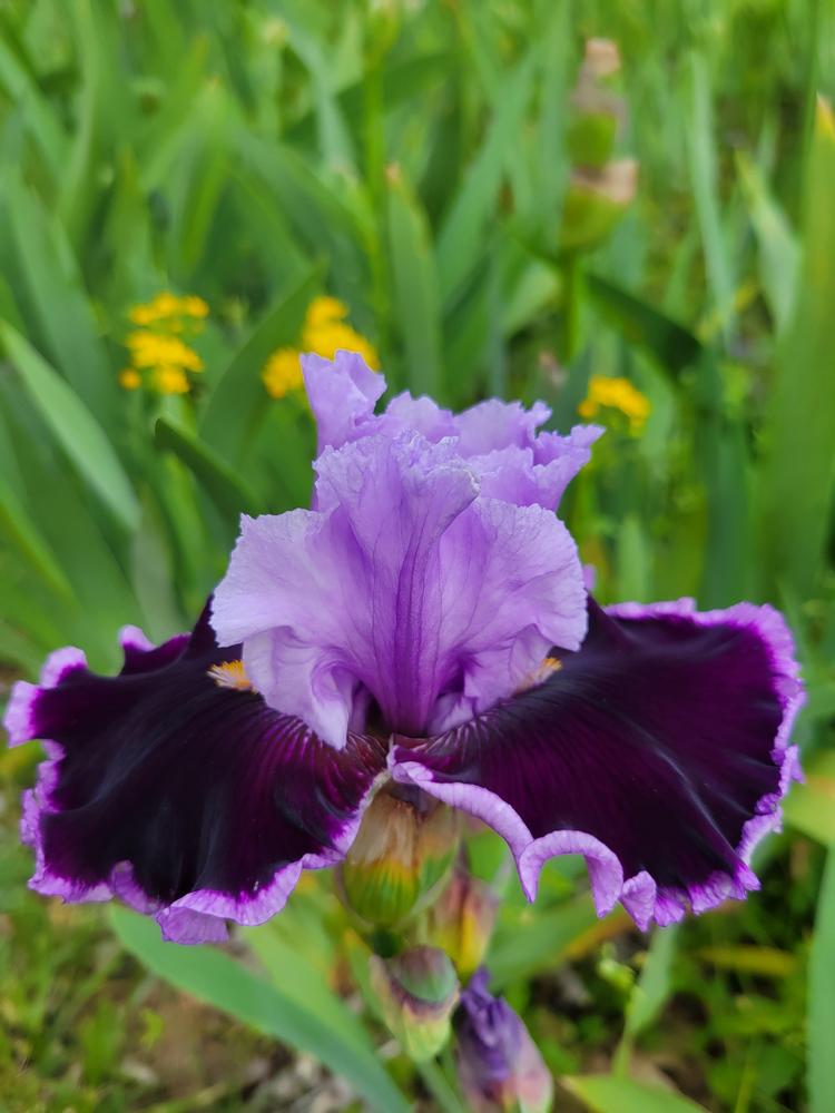 Tall Bearded Iris (Iris 'Headline News') in the Irises Database ...