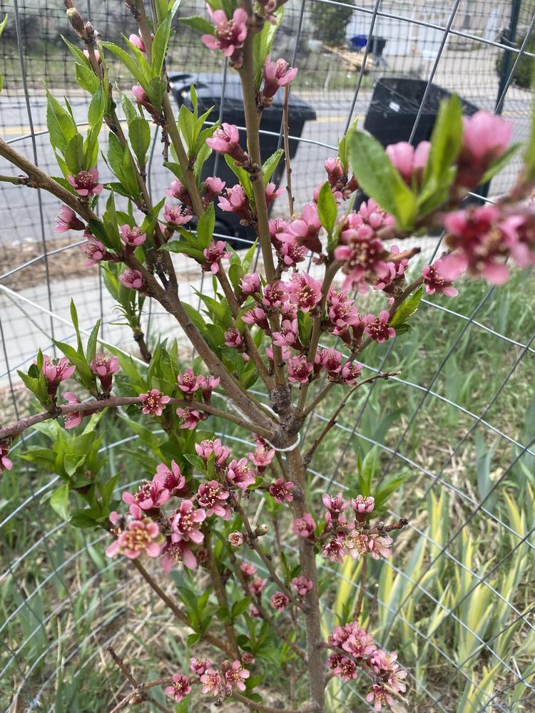Photo of the bloom of Peach (Prunus persica 'Blushing Pearl') posted by ...