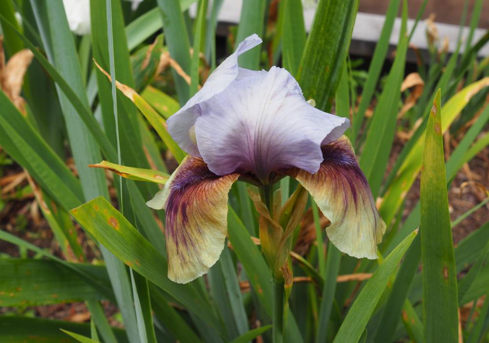 Photo of the bloom of Arilbred Iris (Iris 'Jewel of Omar') posted by ...