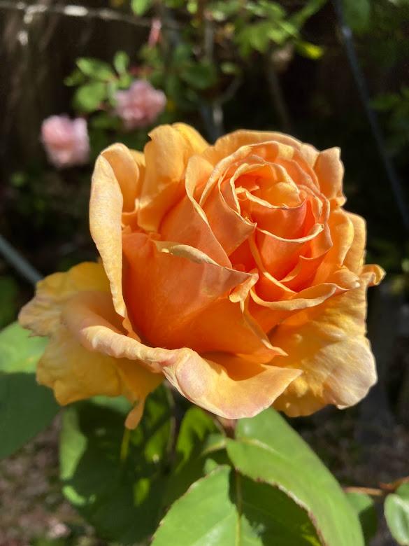 Rose (Rosa 'Lucille Ball') in the Roses Database - Garden.org